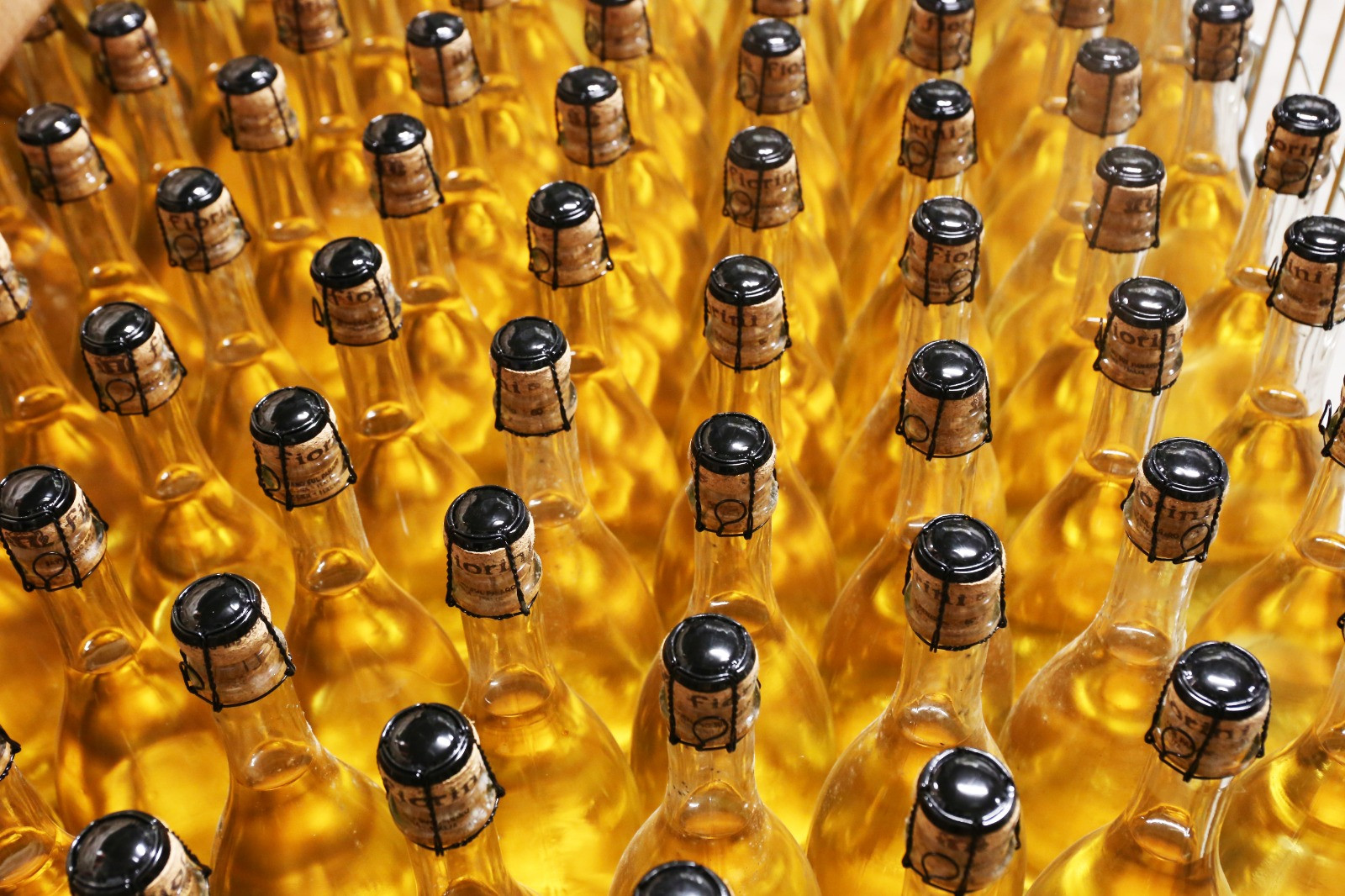 Guided Tours Farms Fiorini – Poderi Fiorini